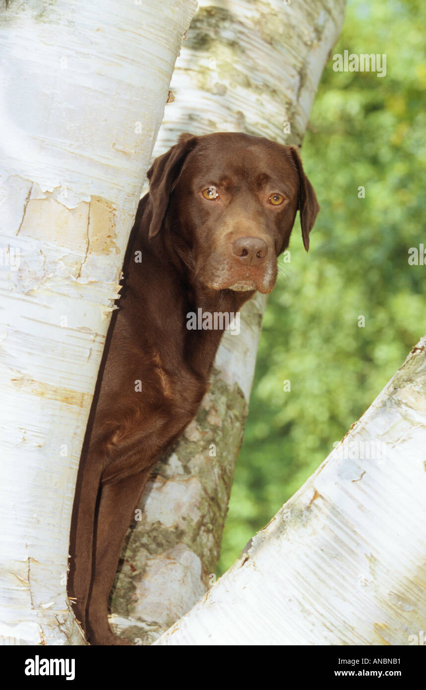 Labrador retriever and tree hi-res stock photography and images - Alamy
