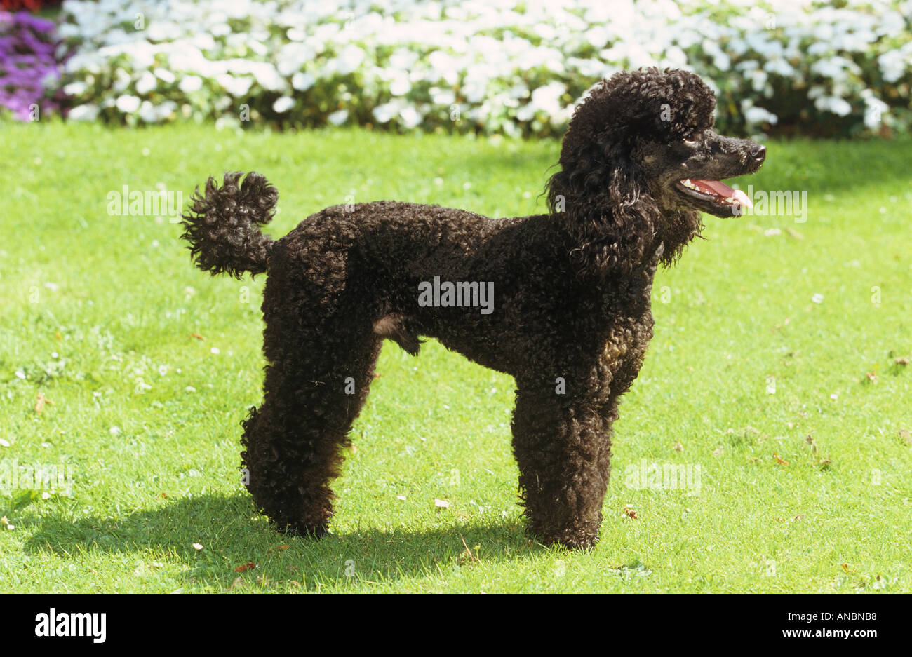 Miniature poodle mini hi-res stock photography and images - Alamy