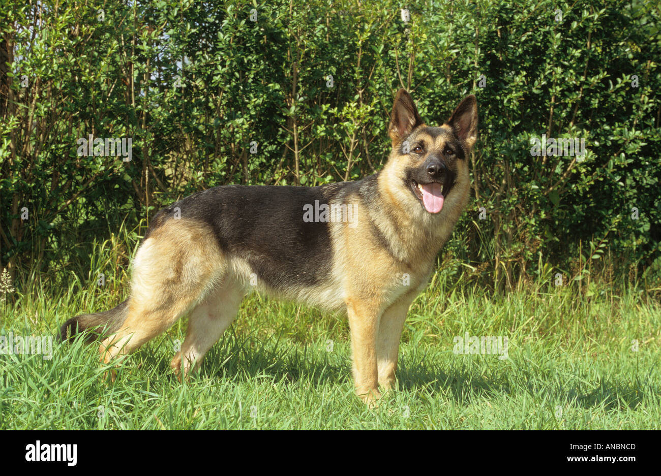 German shepherd dog - standing in front of hedge Stock Photo - Alamy