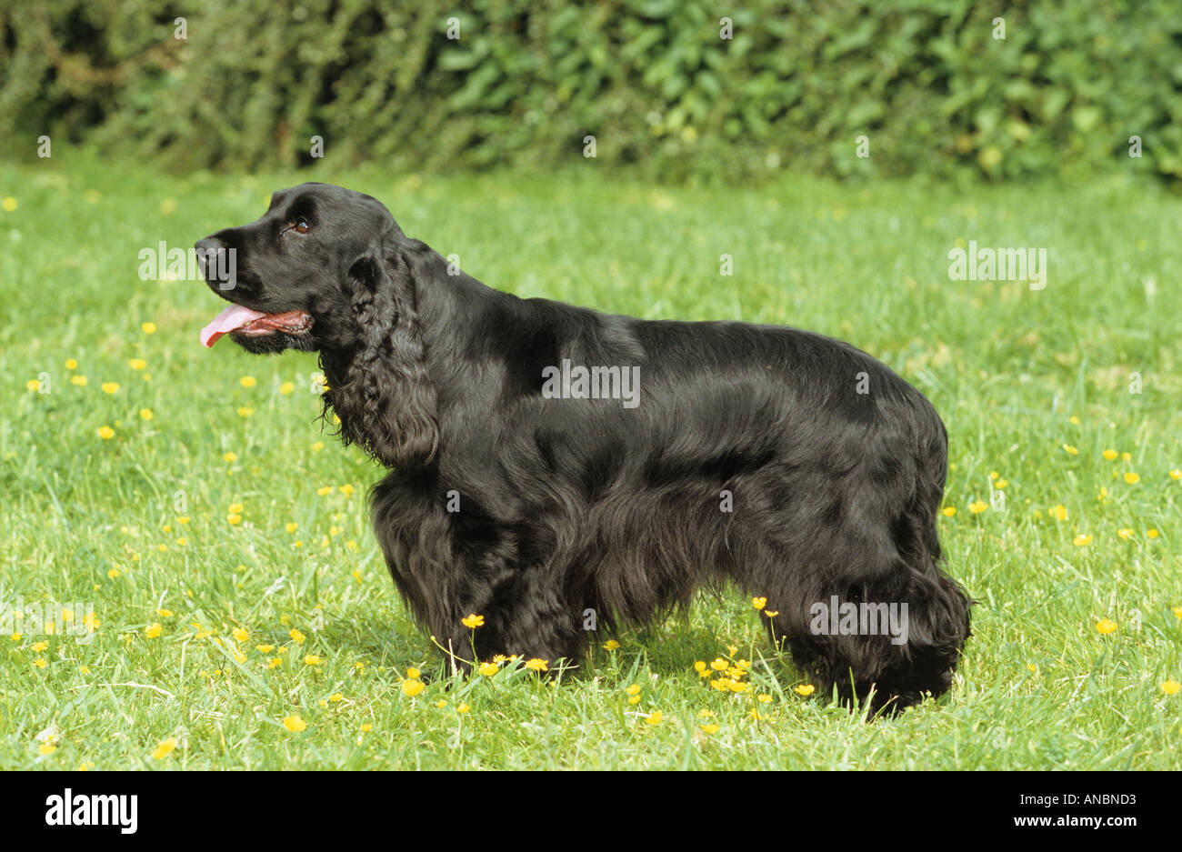 English Cocker Spaniel dog - standing on meadow Stock Photo - Alamy