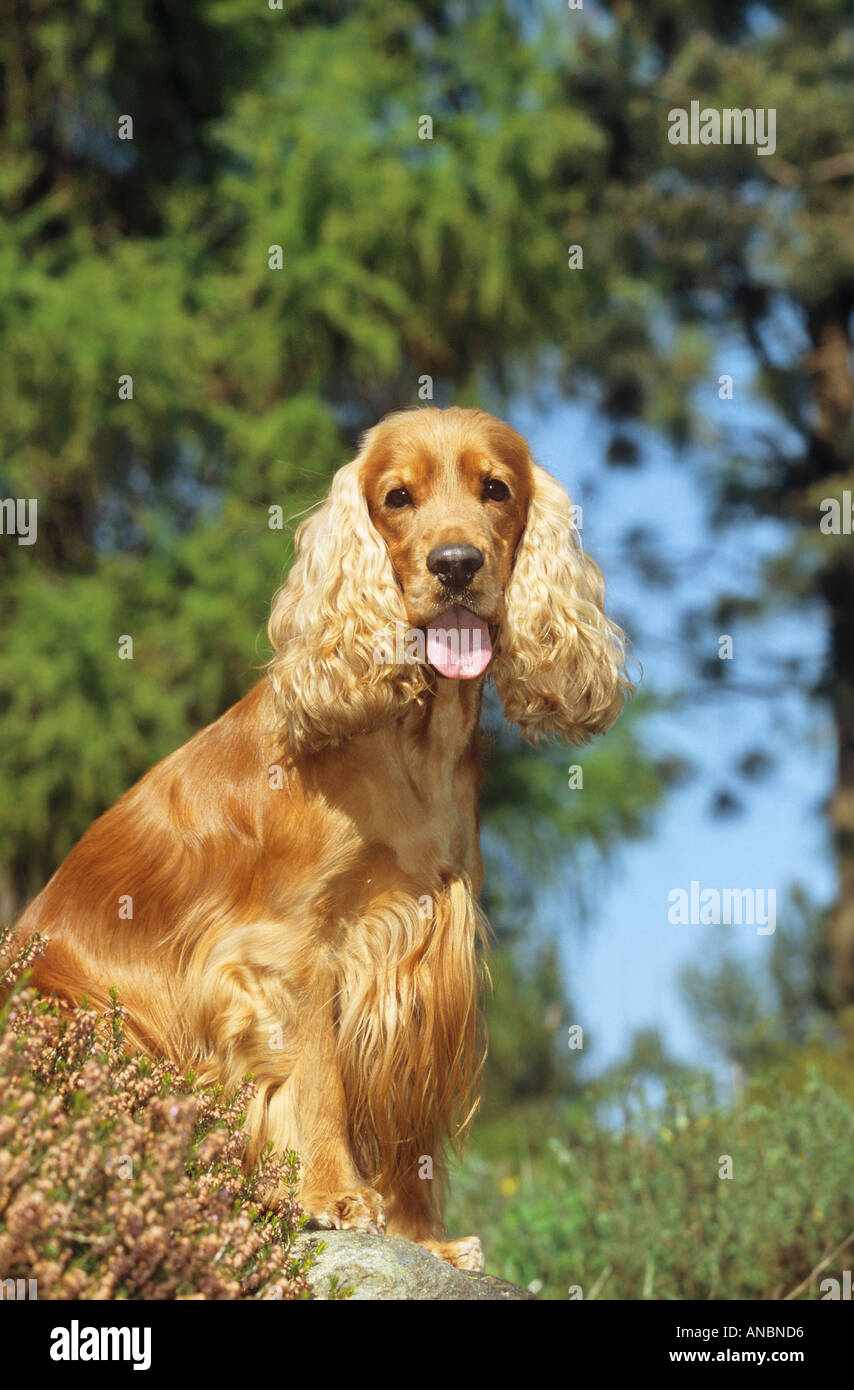 Cocker Spaniel dog - sitting - lateral Stock Photo - Alamy