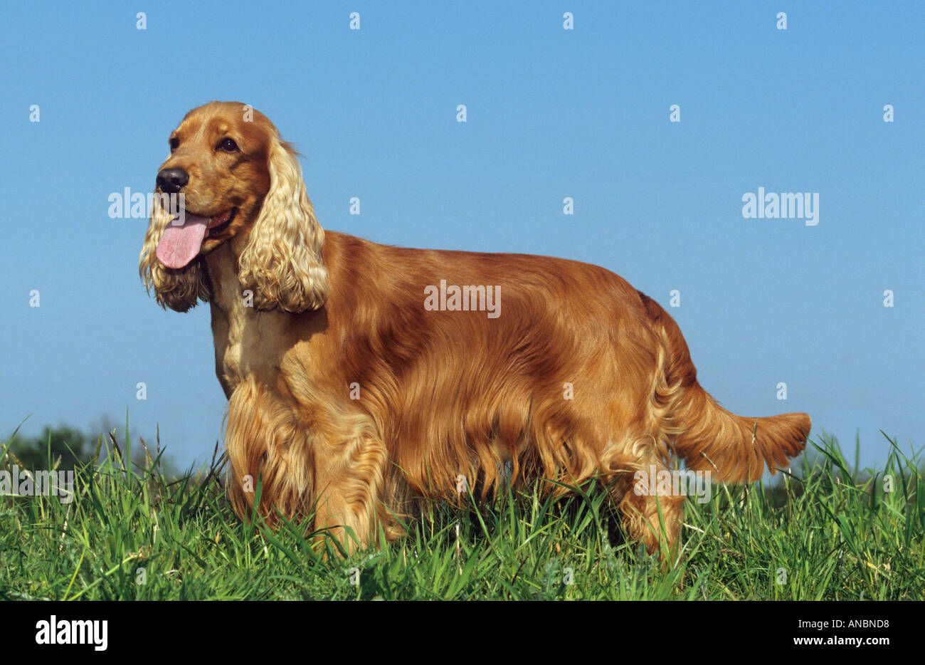 English cockers hi-res stock photography and images - Alamy