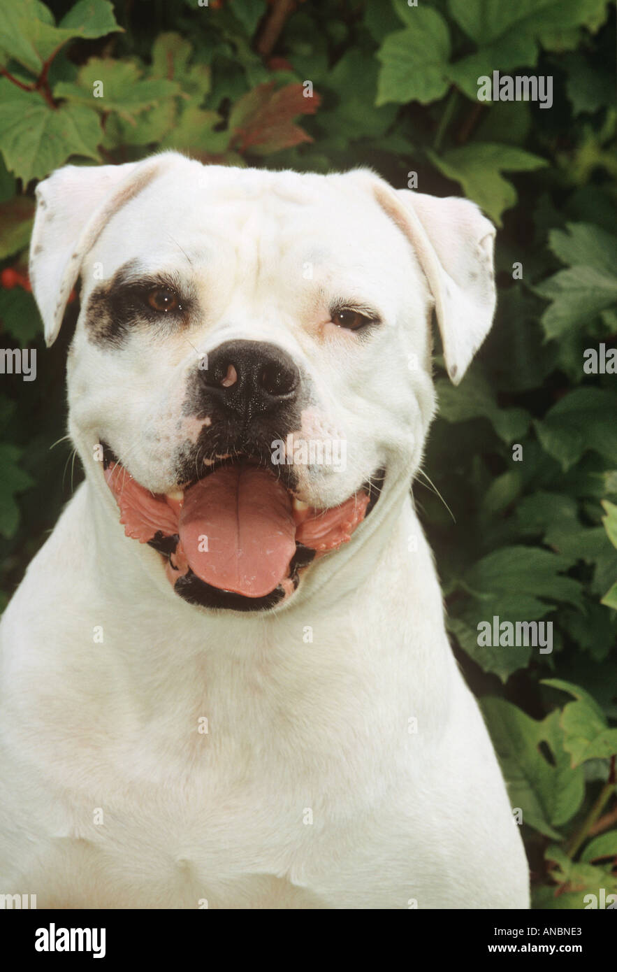 American Bulldog dog - portrait Stock Photo - Alamy
