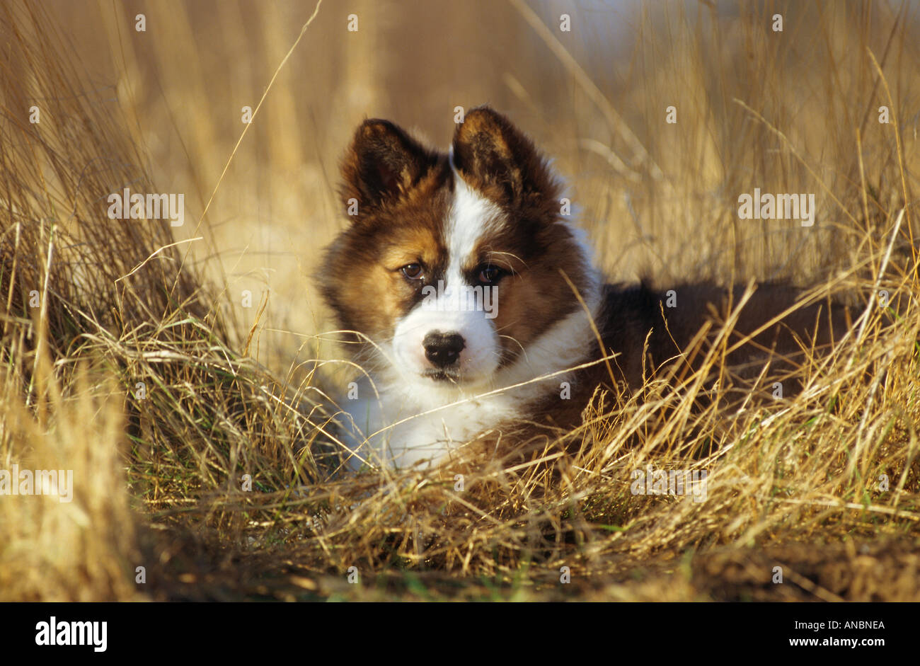 Elo puppy hi-res stock photography and images - Alamy