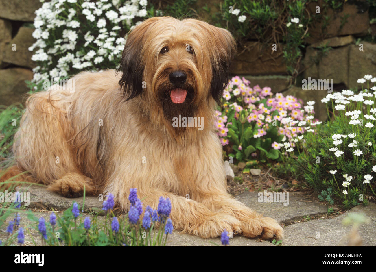 Berger de brie dogs in hi-res stock photography and images - Alamy