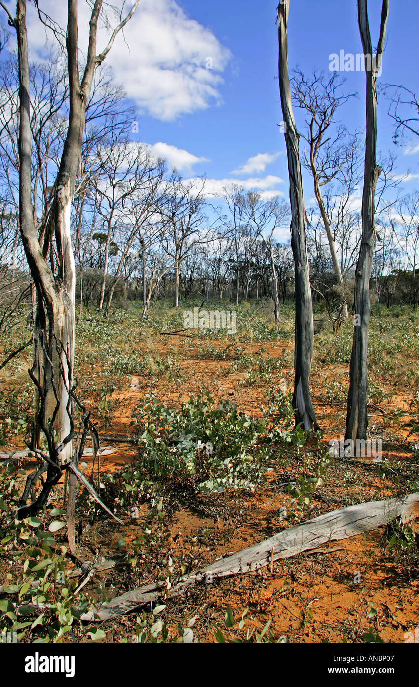 Eucalyptus forest regrowing after forest fire Stock Photo - Alamy