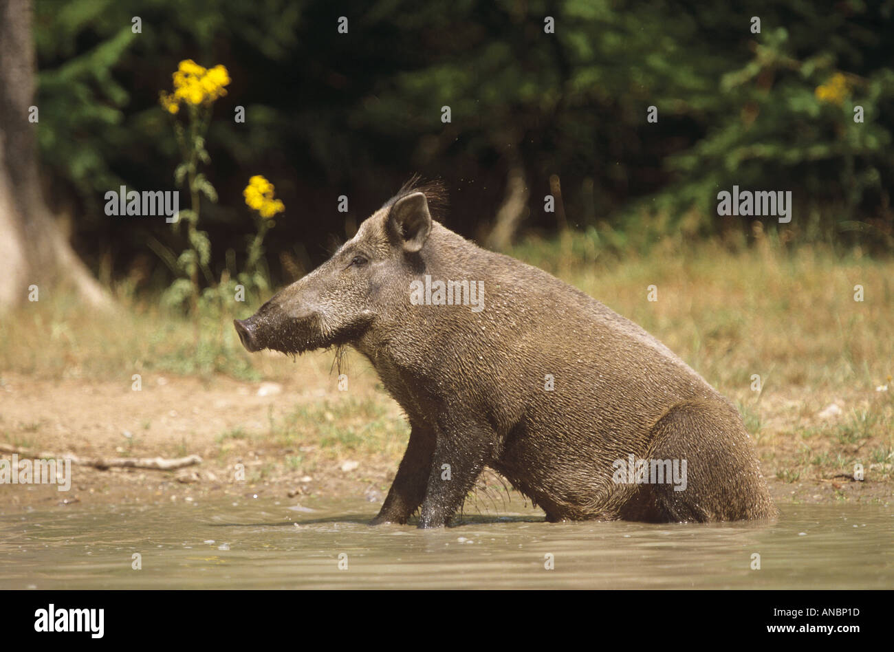 Sow sows boar boars hi-res stock photography and images - Alamy