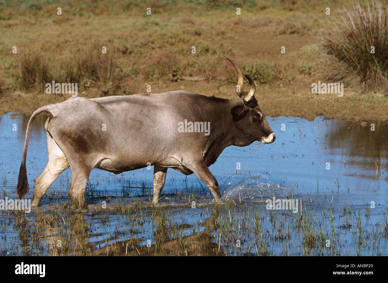 Maremma cattle hi-res stock photography and images - Alamy