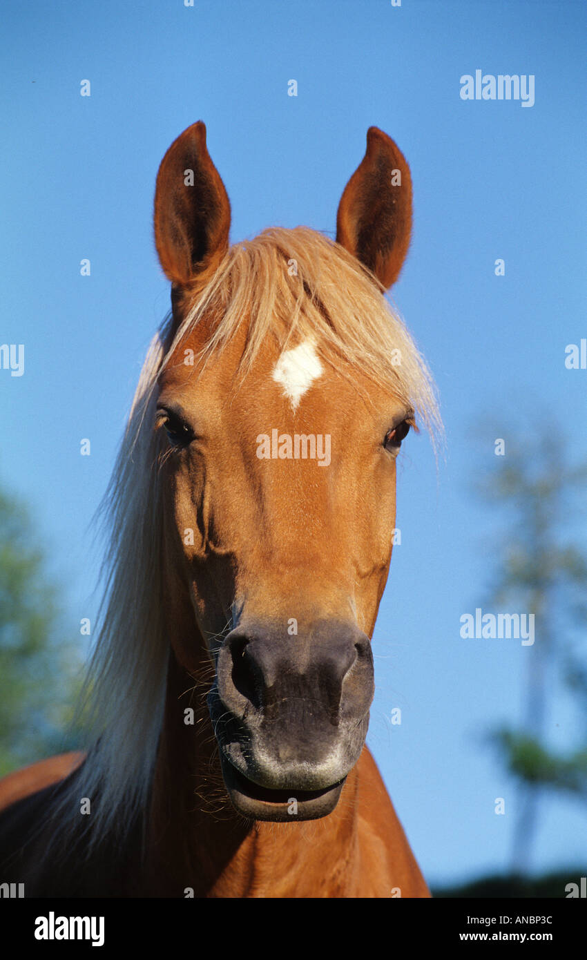 finnhorse horse - portrait Stock Photo - Alamy