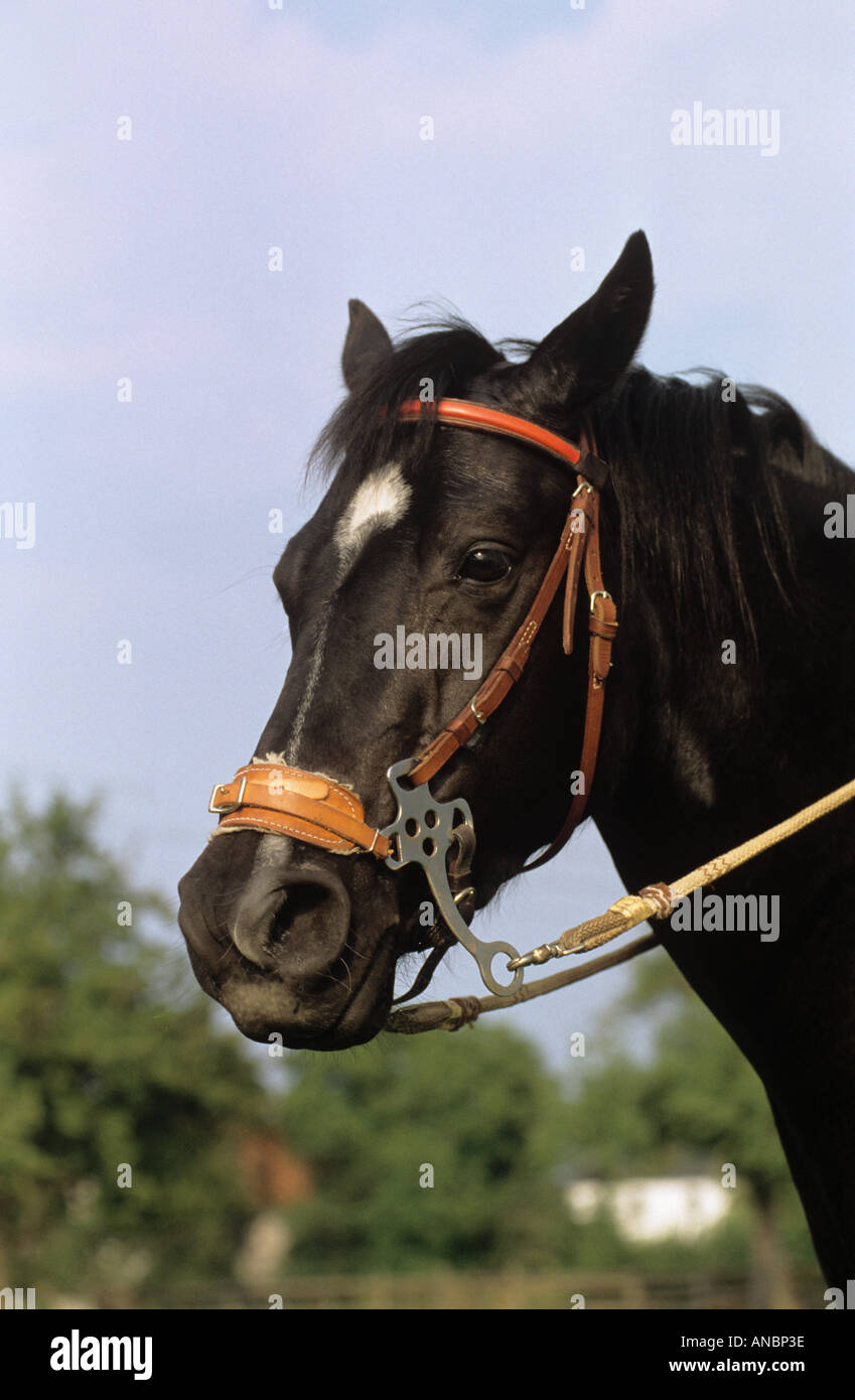 Missouri horses hi-res stock photography and images - Alamy