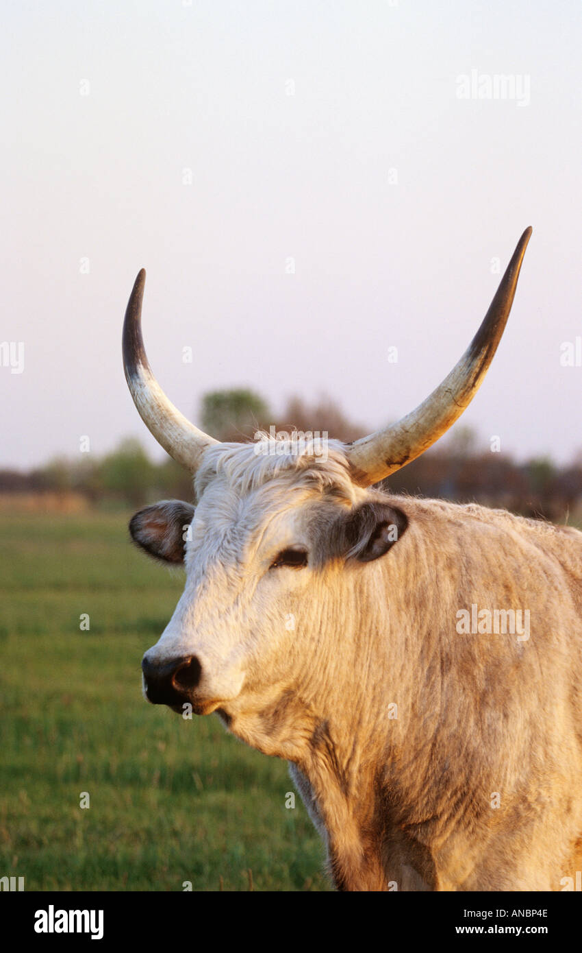 Hungarian Grey Longhorn - portrait Stock Photo - Alamy