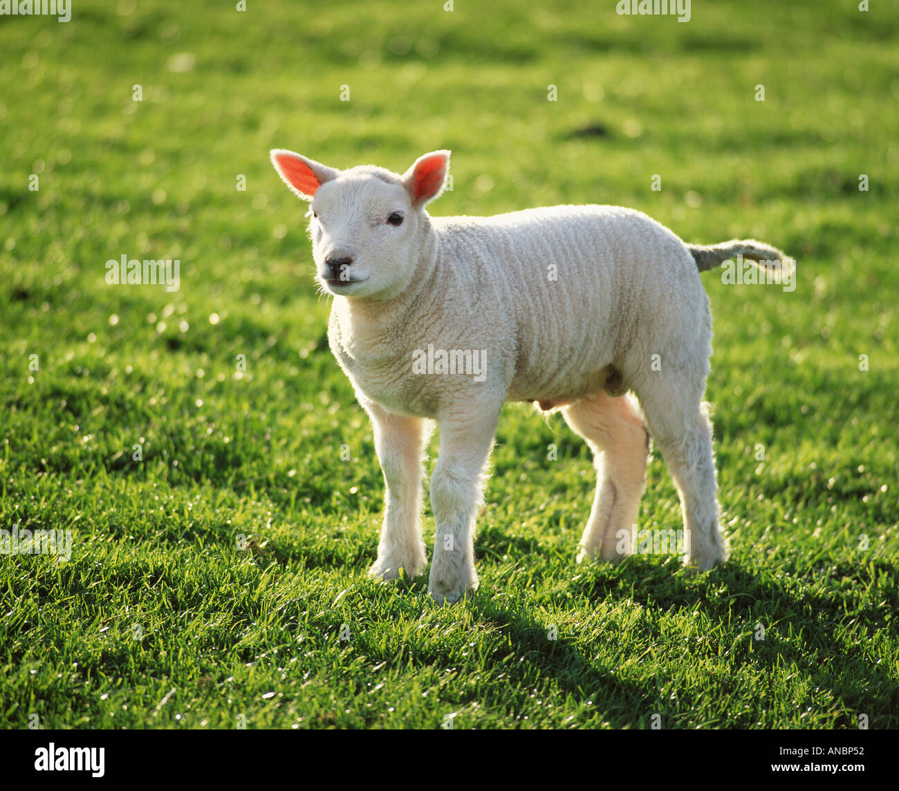 sheep - lamb standing on meadow Stock Photo - Alamy