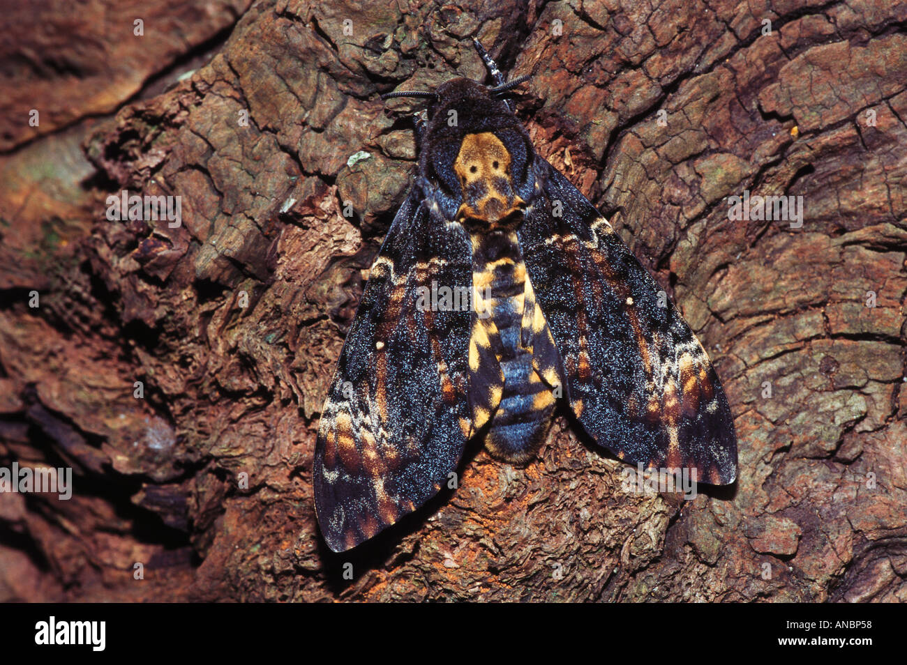 Death's-head Hawkmoth / Acherontia atropos Stock Photo - Alamy