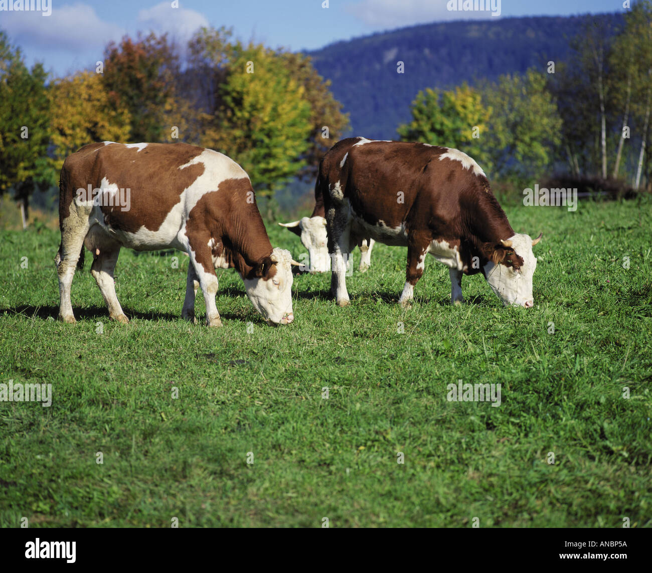 Two cows hi-res stock photography and images - Alamy
