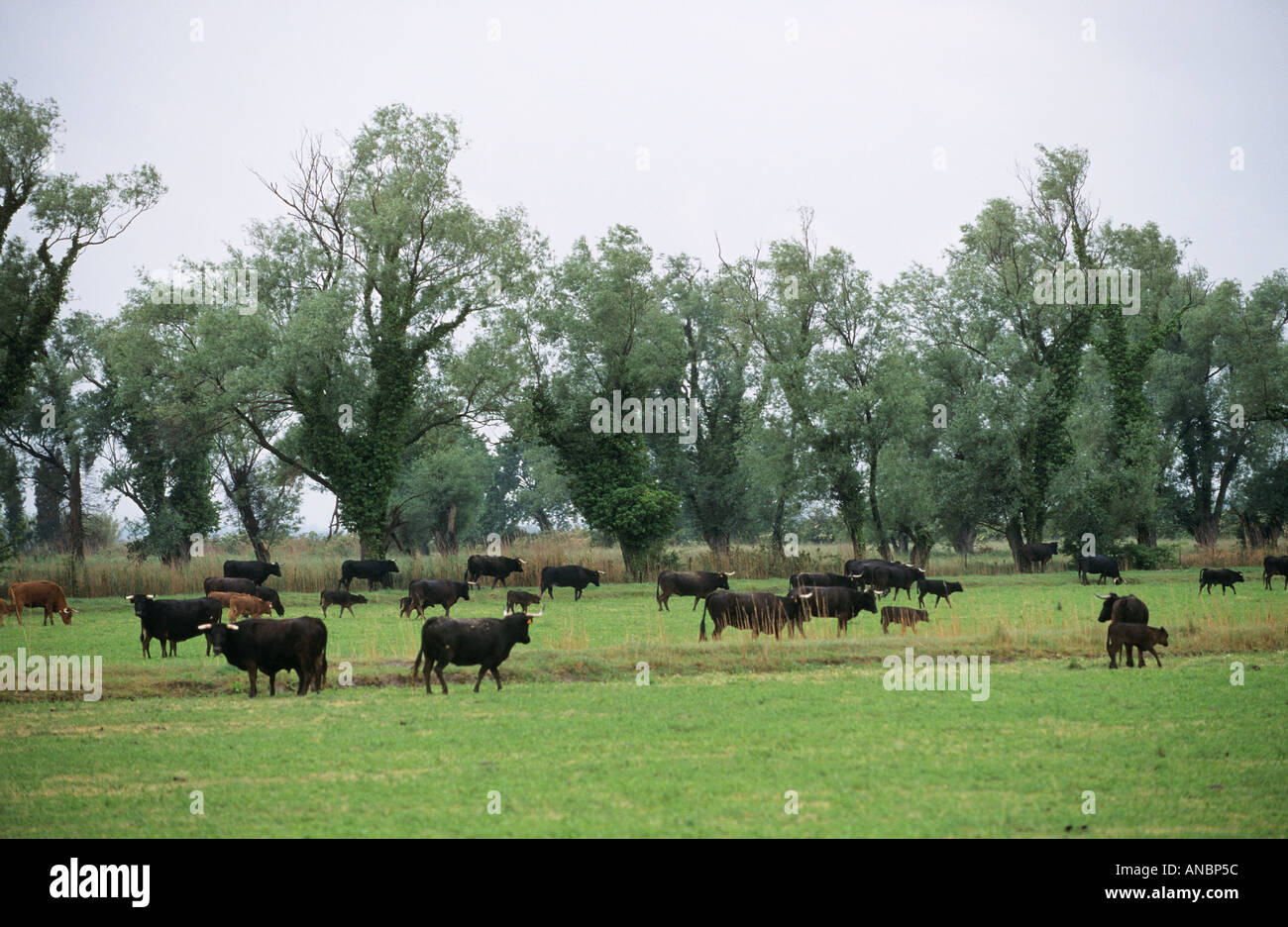 Camargue cows hi-res stock photography and images - Alamy