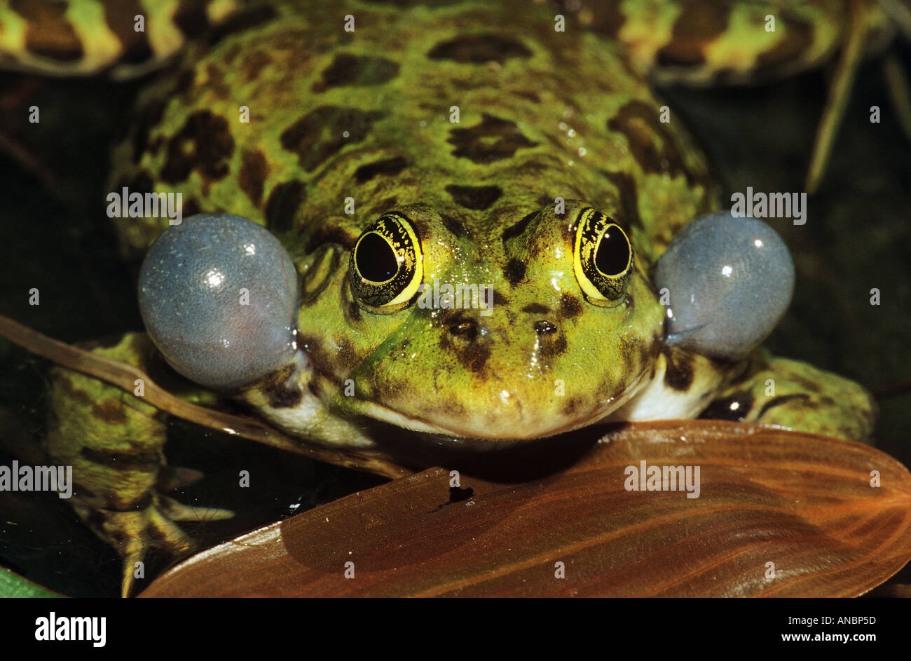 Bubble Frog Croaking High Resolution Stock Photography and Images - Alamy