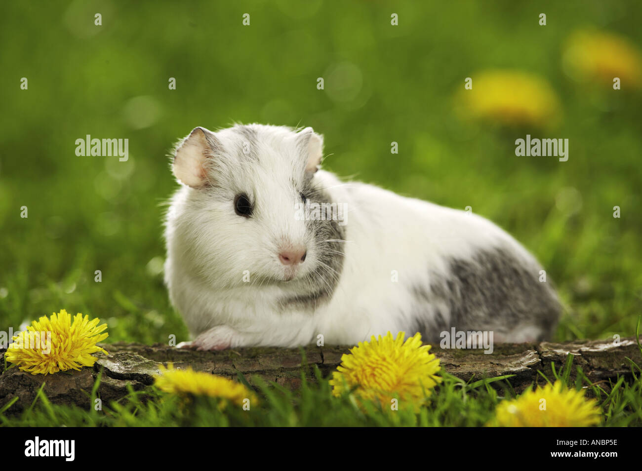 Smooth animals hi-res stock photography and images - Alamy