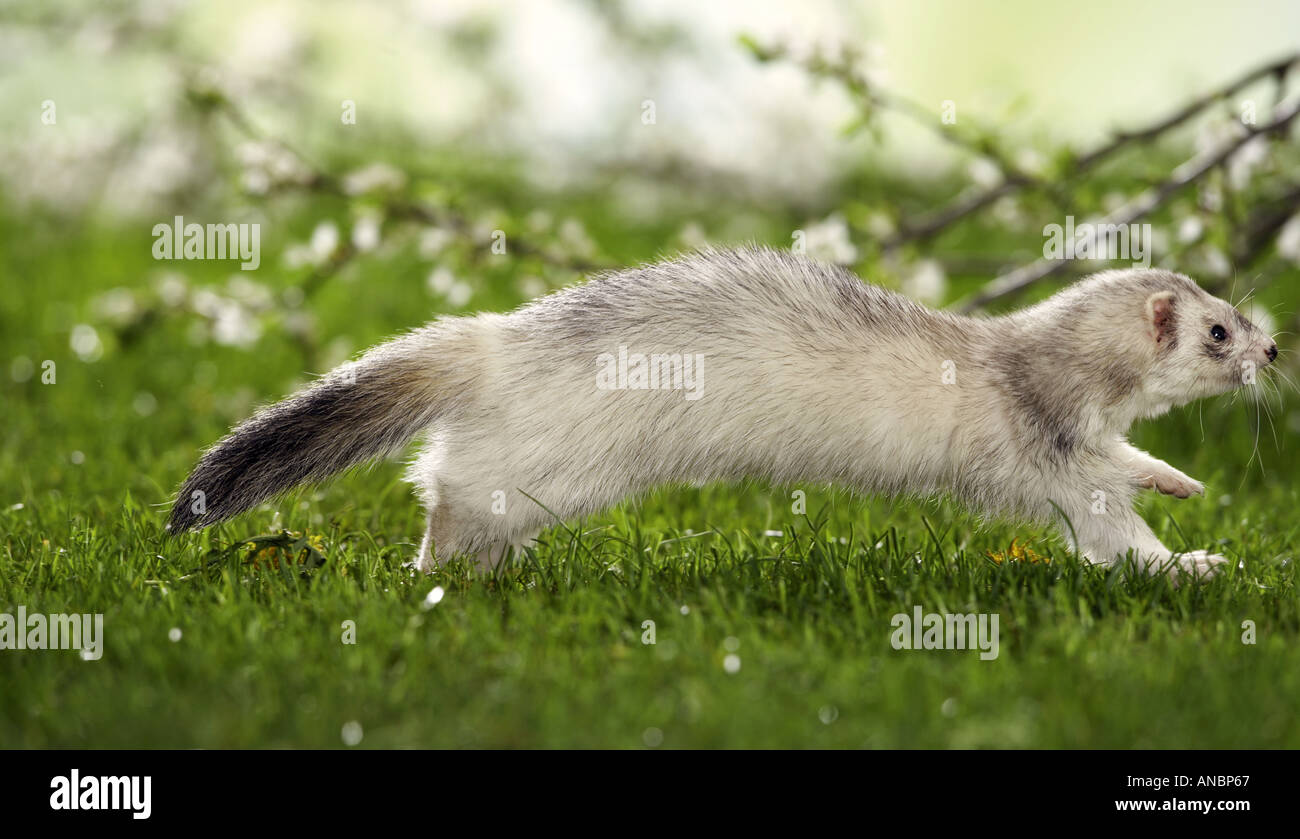 Ferret Running