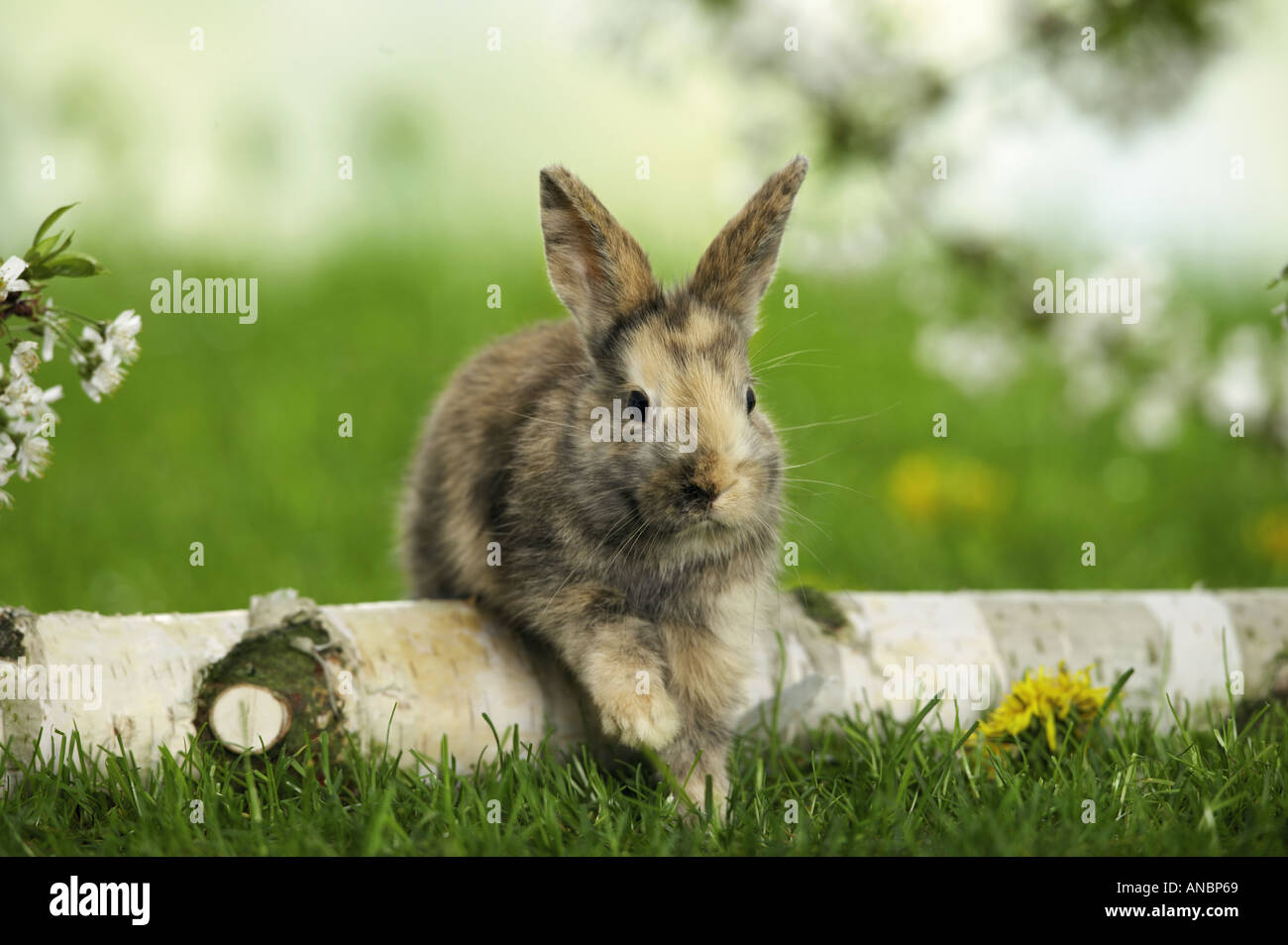 Rabbits jumping hi-res stock photography and images - Alamy