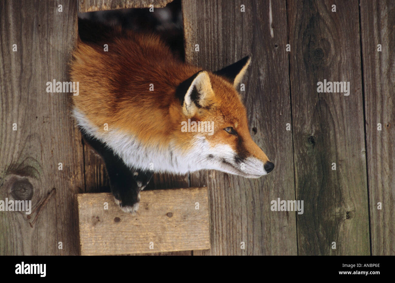 red fox looking into a barn / Vulpes vulpes Stock Photo - Alamy