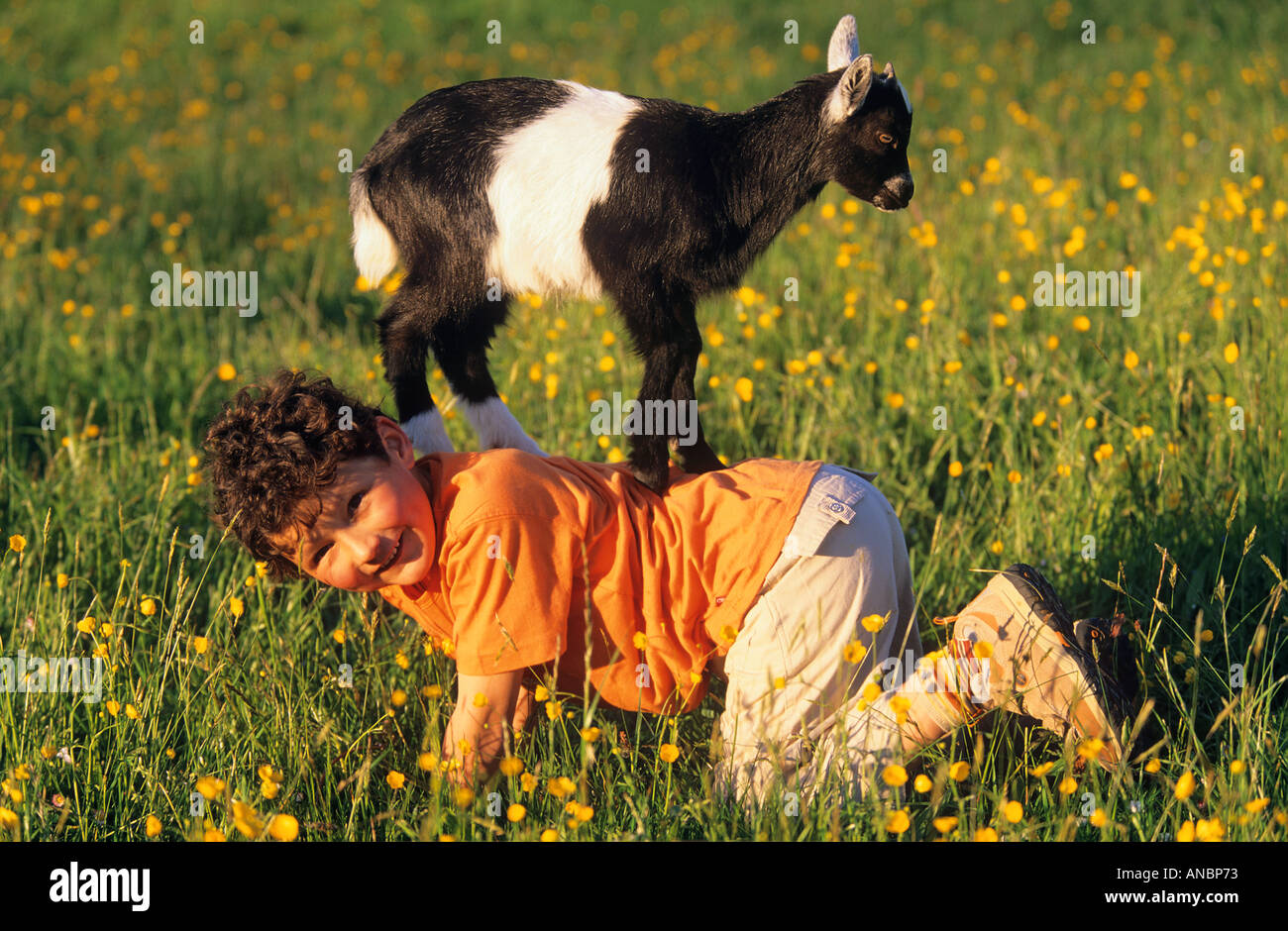 boy with young goat on his back Stock Photo - Alamy