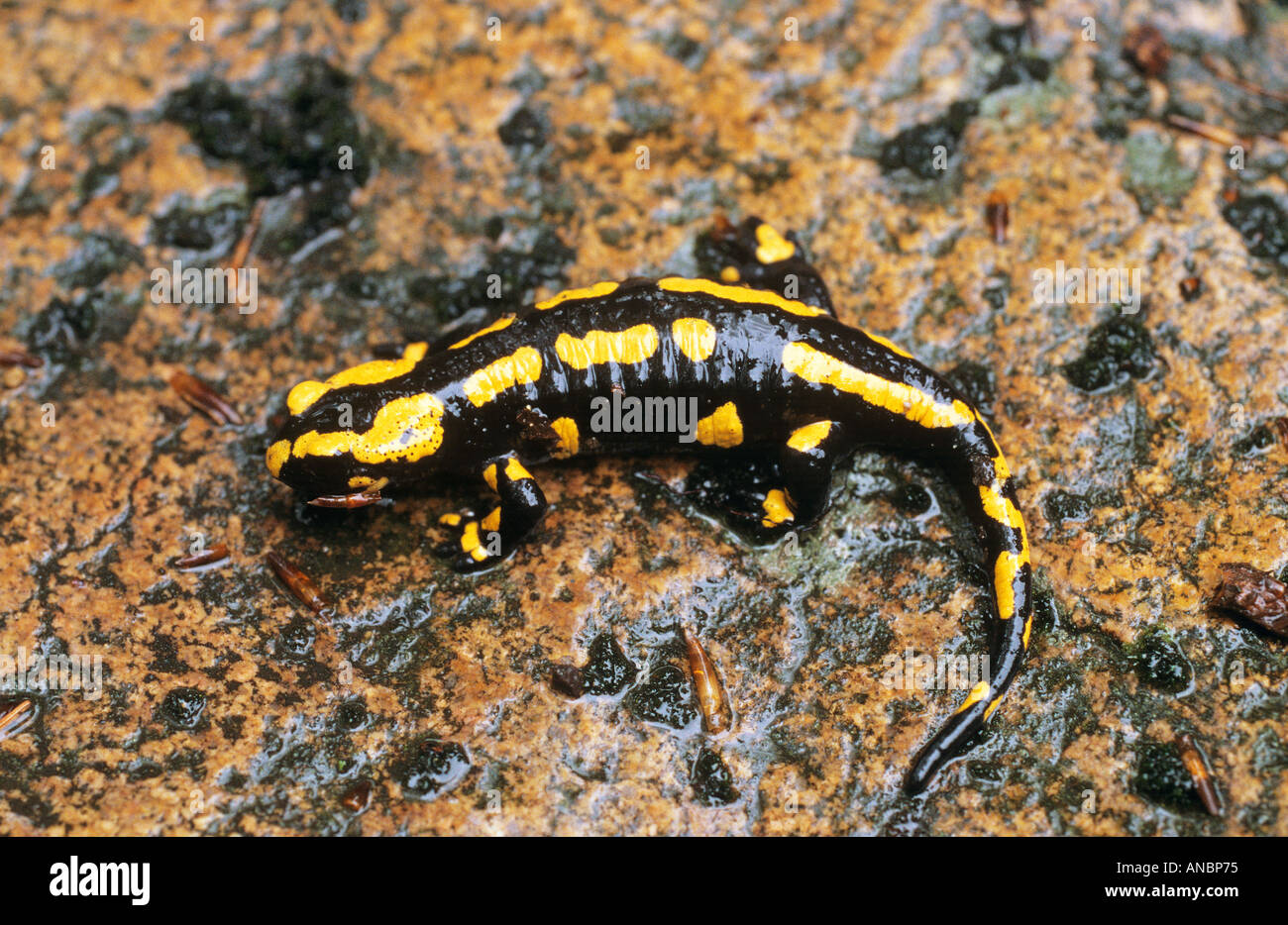 fire salamander / Salamandra salamandra Stock Photo - Alamy