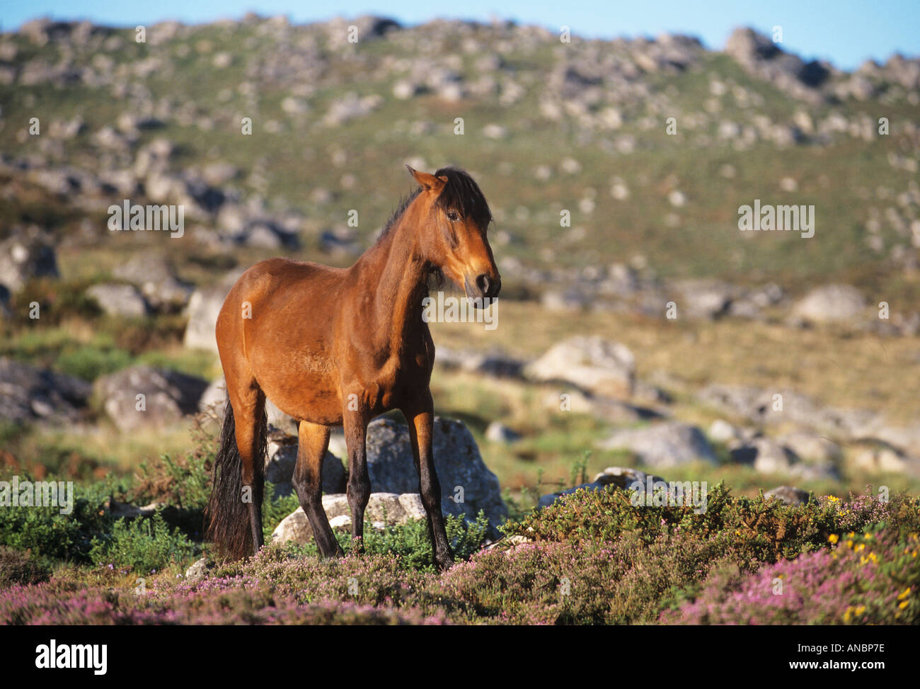 Garrano Pony. Bay adult standing in habitat Stock Photo - Alamy