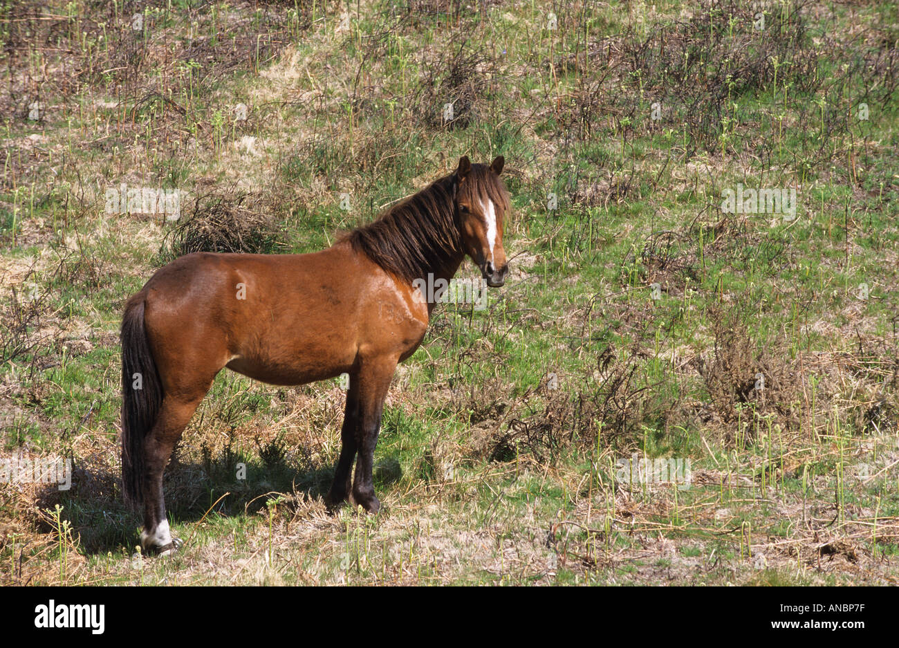 Garrano horse hi-res stock photography and images - Alamy