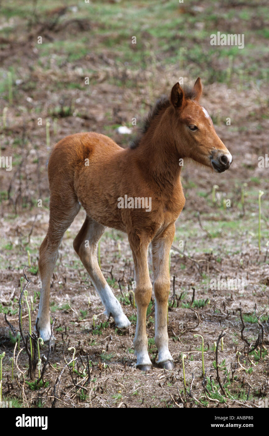 Garrano horse portugal hi-res stock photography and images - Alamy