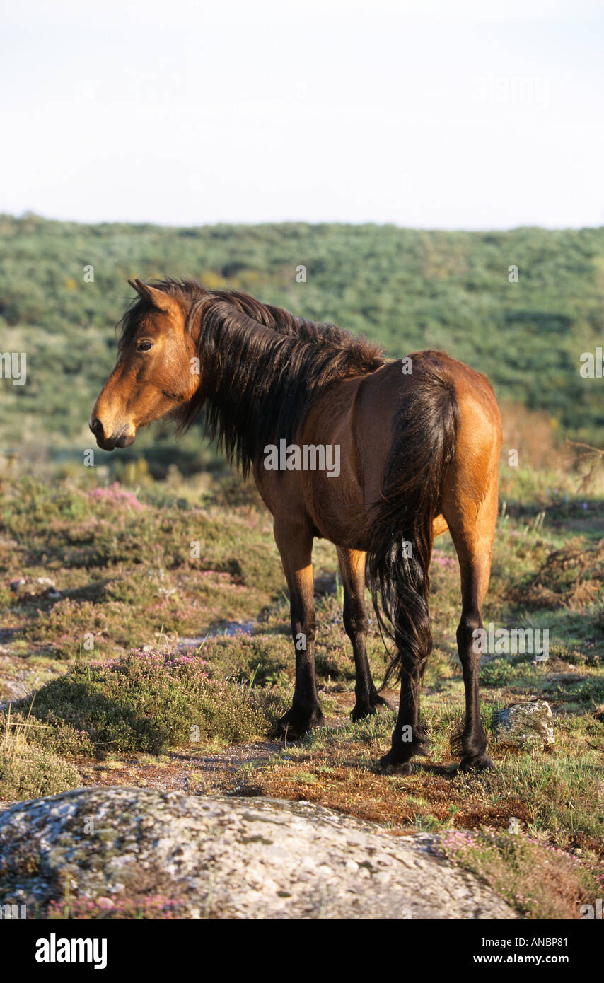 Garrano horse hi-res stock photography and images - Alamy