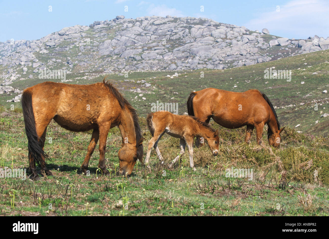 Garrano horse portugal hi-res stock photography and images - Alamy
