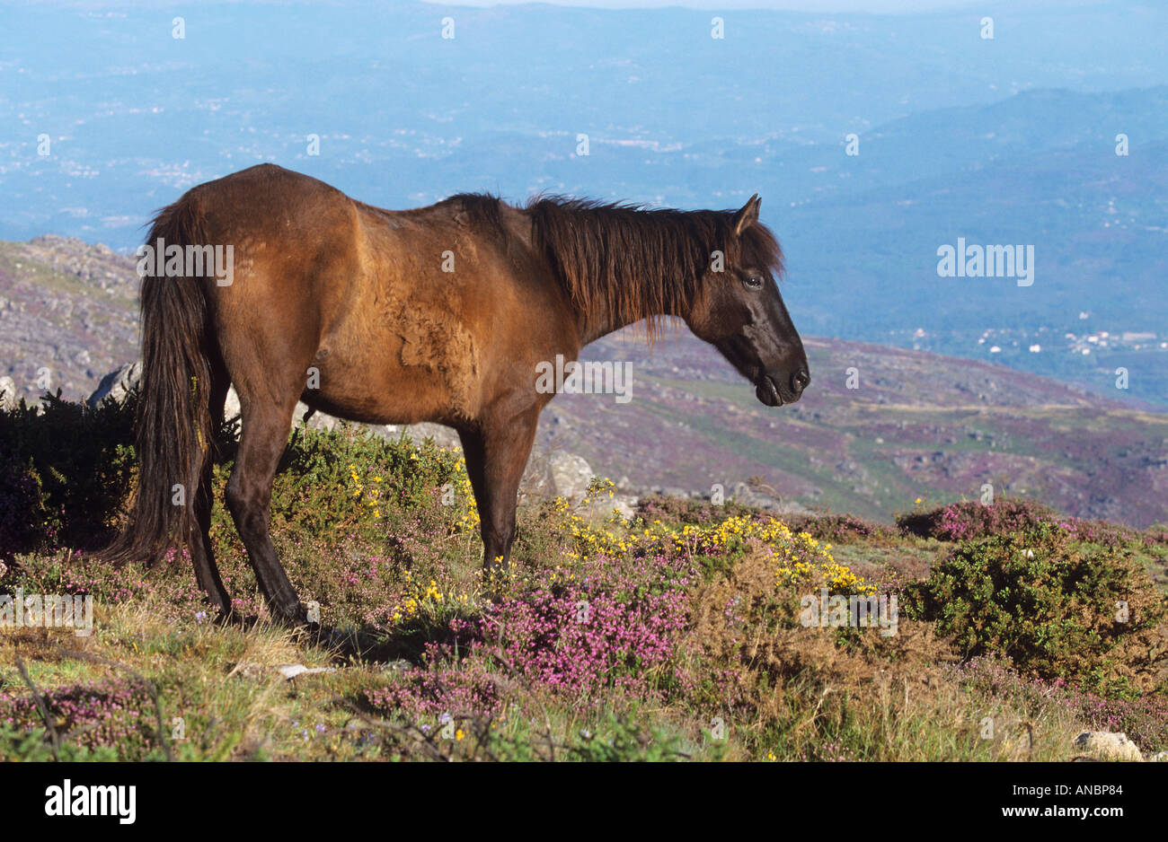 Garrano Pony. Bay adult standing in habitat Stock Photo - Alamy