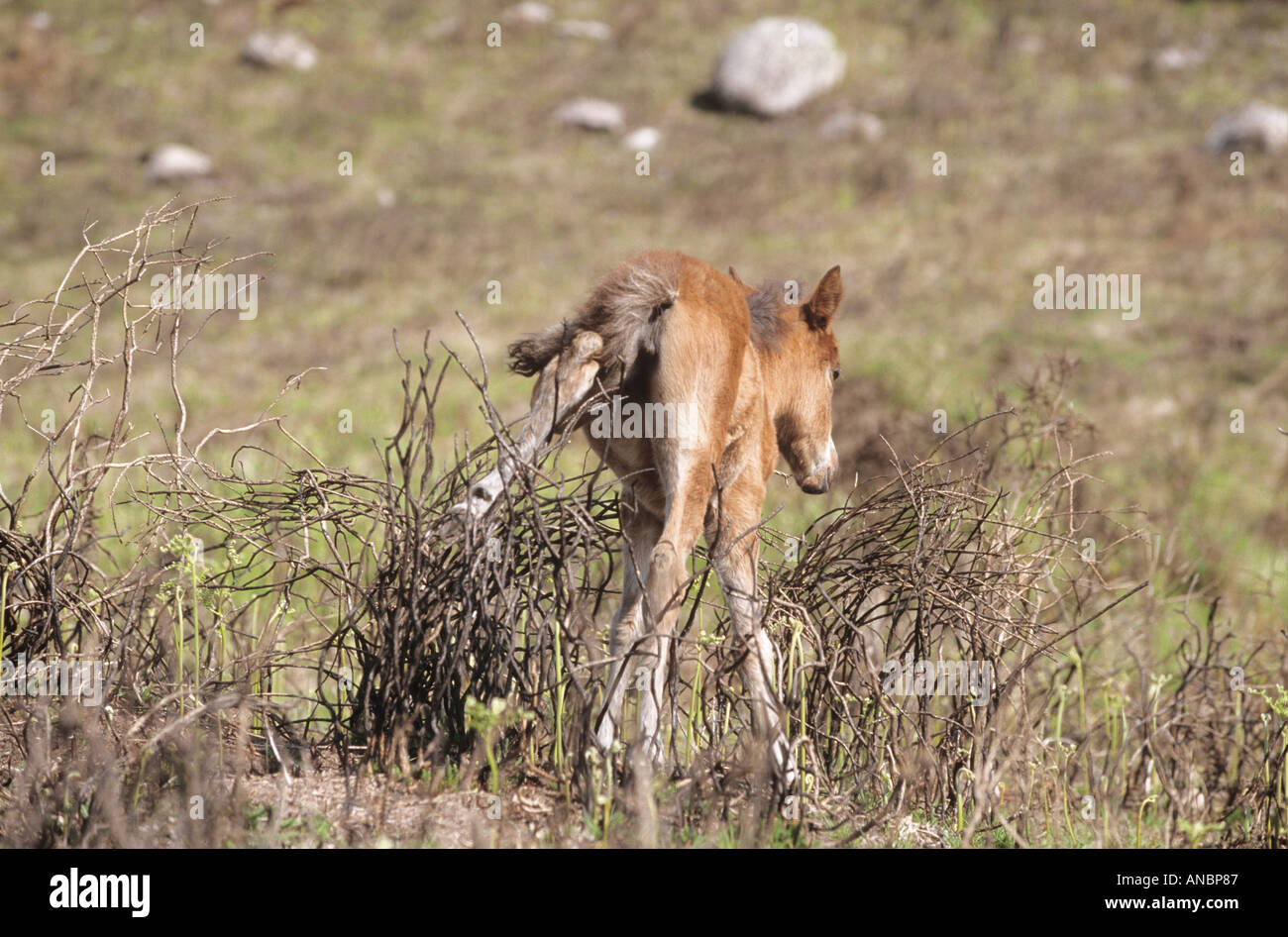 Garrano Pony - foal Stock Photo - Alamy