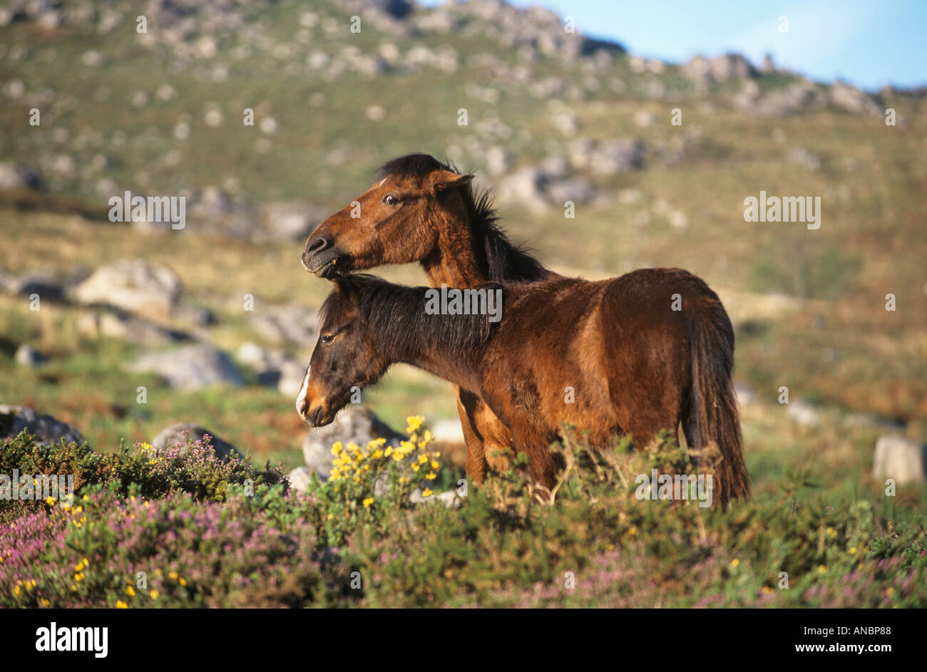 Garrano Pony. Two bay adults standing Stock Photo - Alamy