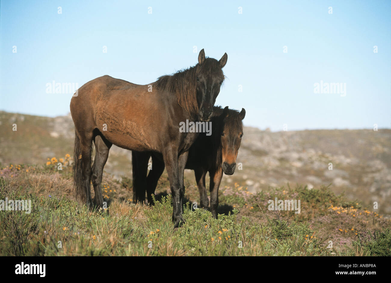 Garrano horse hi-res stock photography and images - Alamy