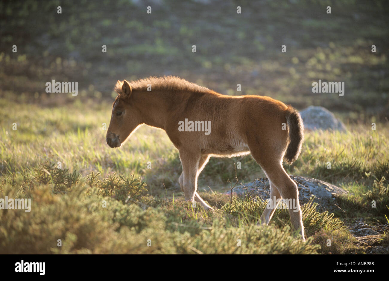 Garrano hi-res stock photography and images - Alamy