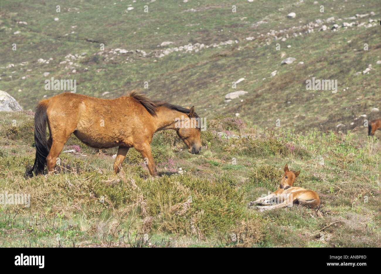 Garrano Pony. Mare with foal Stock Photo - Alamy