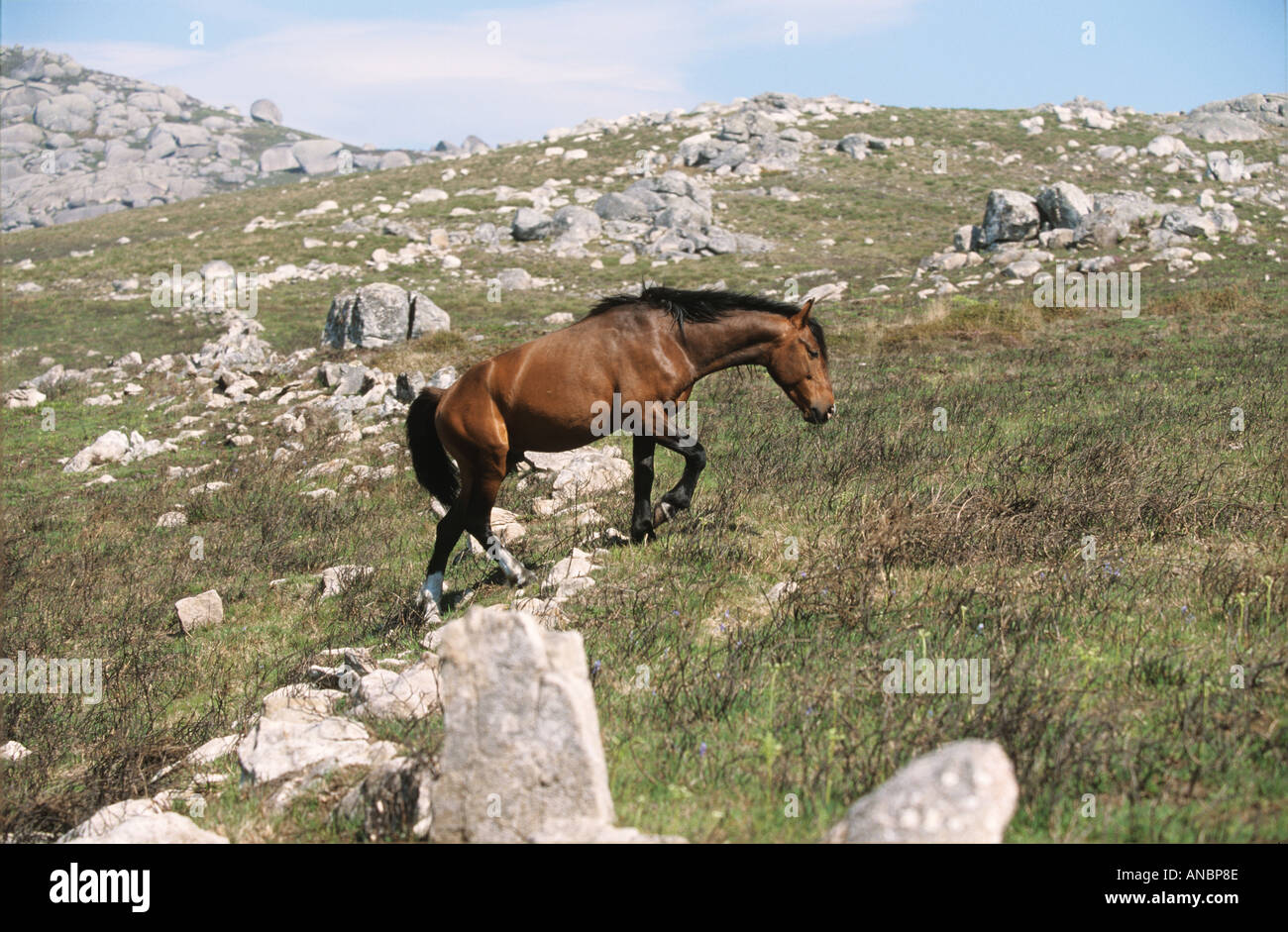Garrano hi-res stock photography and images - Alamy