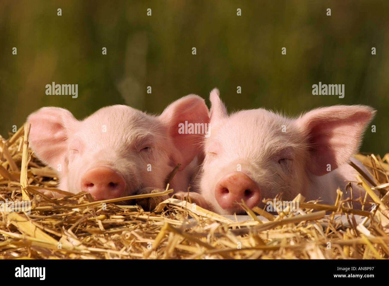 Two young piglets straw hi-res stock photography and images - Alamy