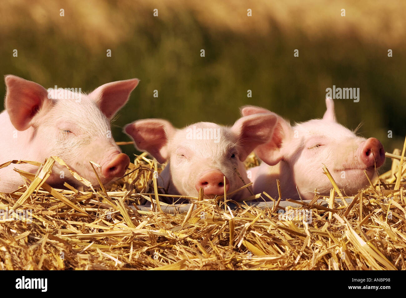 Domestic pig.Three piglets in straw Stock Photo - Alamy