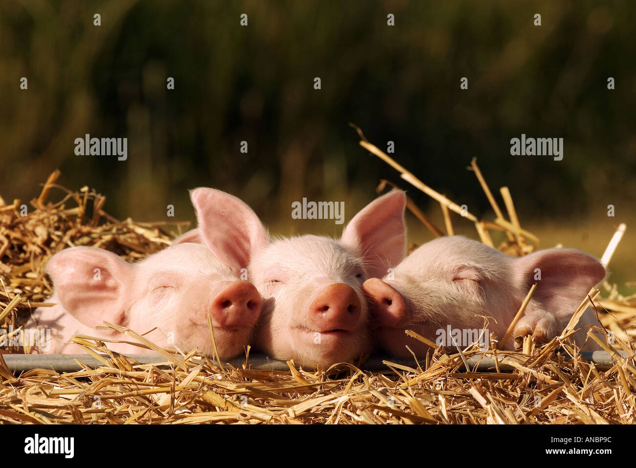 Domestic pig.Three piglets in straw Stock Photo - Alamy