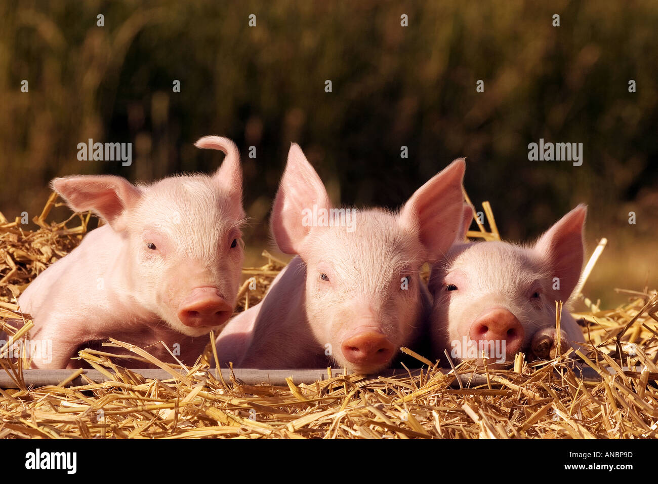 Domestic pig.Three piglets in straw Stock Photo - Alamy