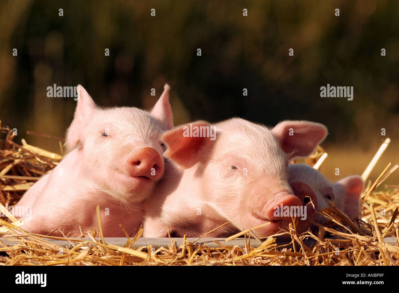 Young piglets lying in straw hi-res stock photography and images - Alamy