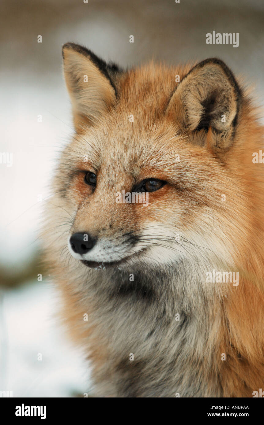 Portrait red fox hi-res stock photography and images - Alamy