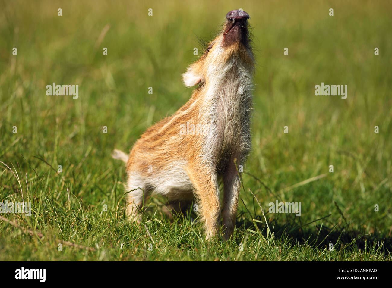 Shoat shote hi-res stock photography and images - Alamy