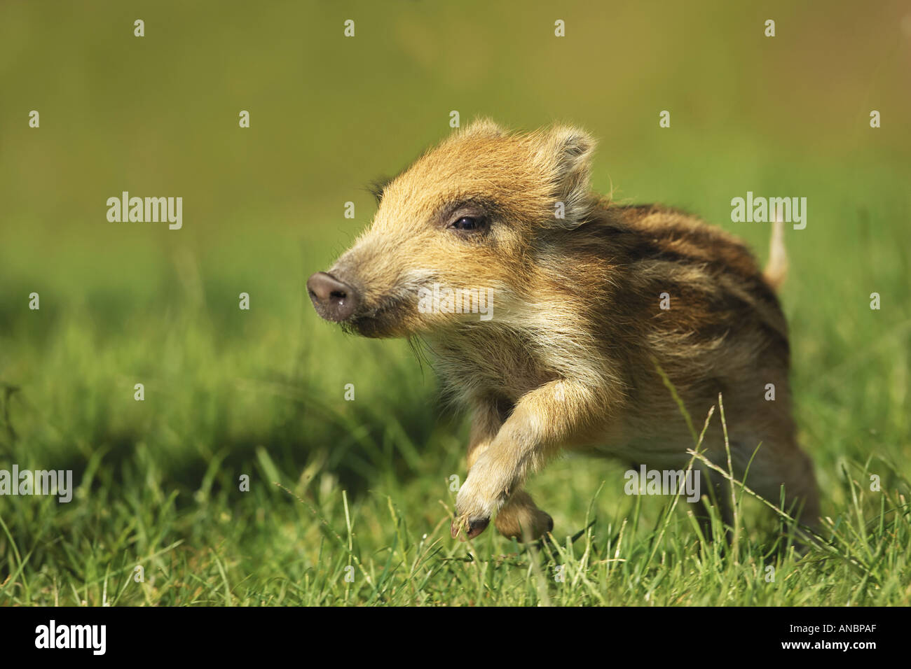 Running shoat hi-res stock photography and images - Alamy