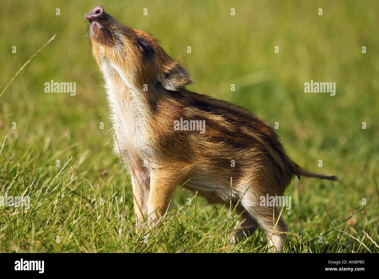 shoat - standing on meadow / Sus scrofa Stock Photo - Alamy