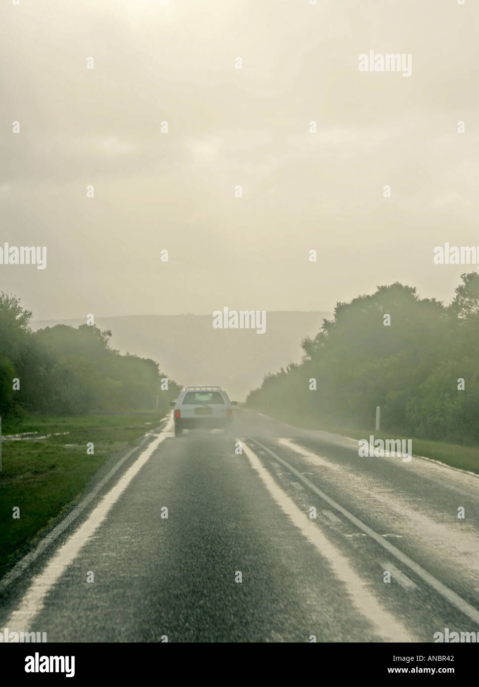 Eucalyptus trees great ocean road hi-res stock photography and images ...