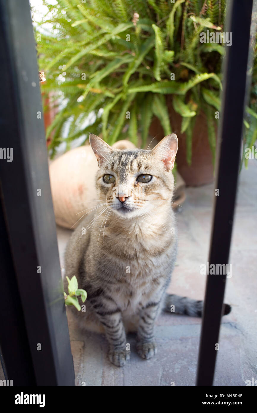 Tabby tom cat through wrought iron gate hi-res stock photography and ...