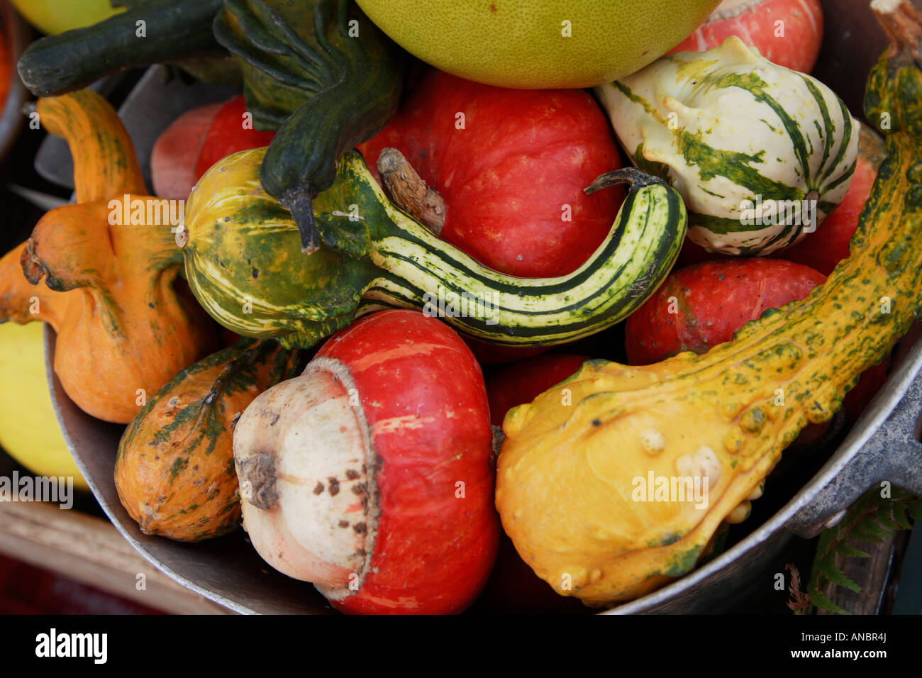 different types of colourful squashes Stock Photo - Alamy